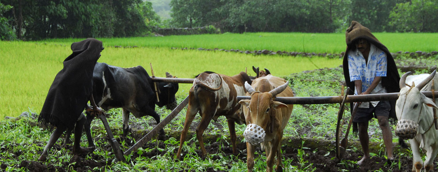 Asian Agri History Foundation, AAHF Organization